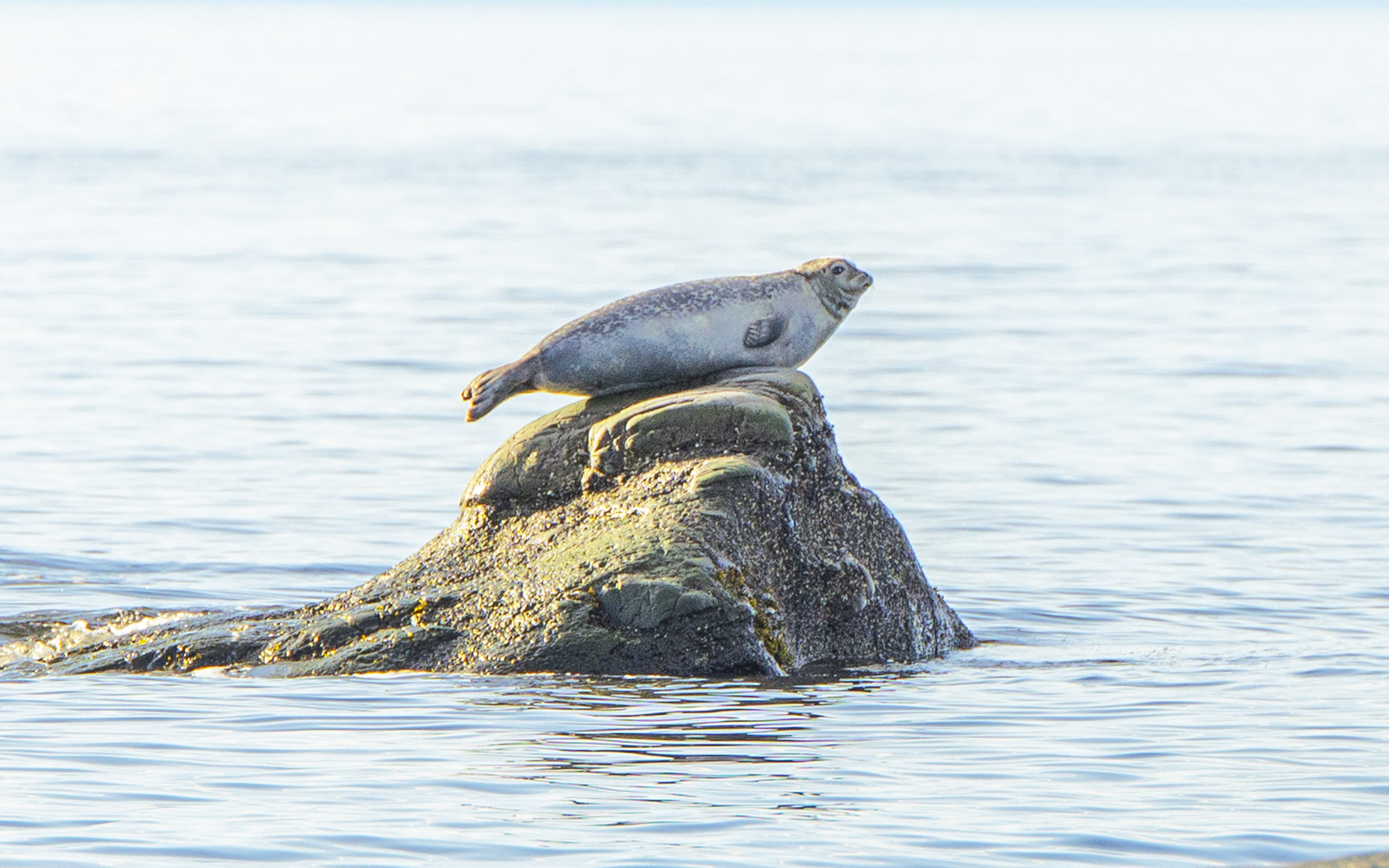 Début des consultations sur le phoque | Le Soir Matanie